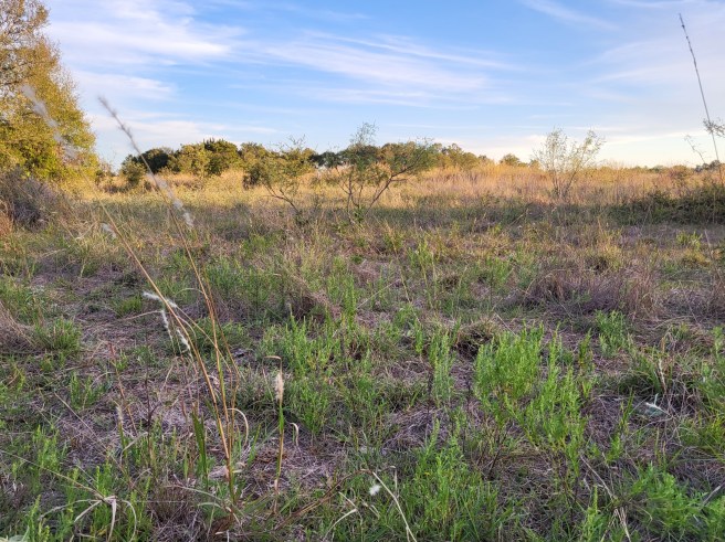 Prairie restoration project turns back the clock on Paige ranch ...
